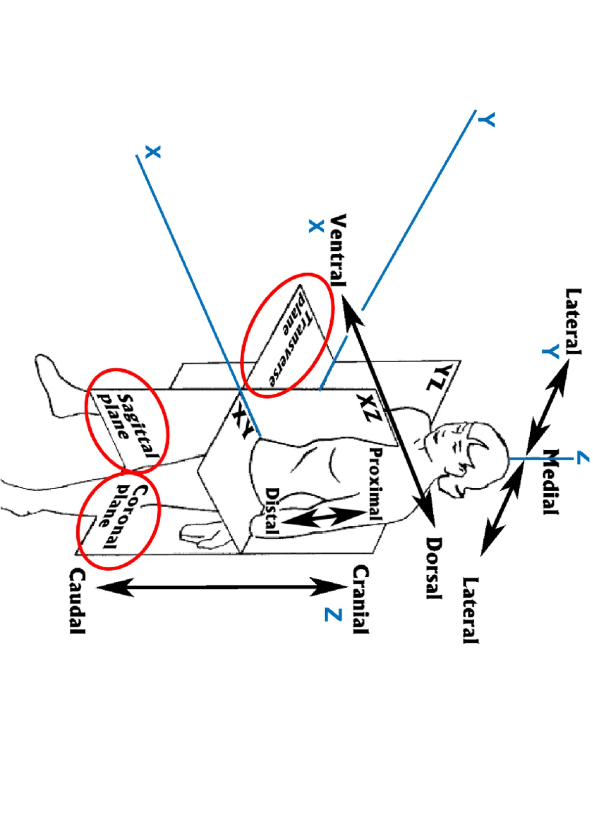 UGent Anatomie Foto Vlakken - Functionele Anatomie: Extremiteiten en ...