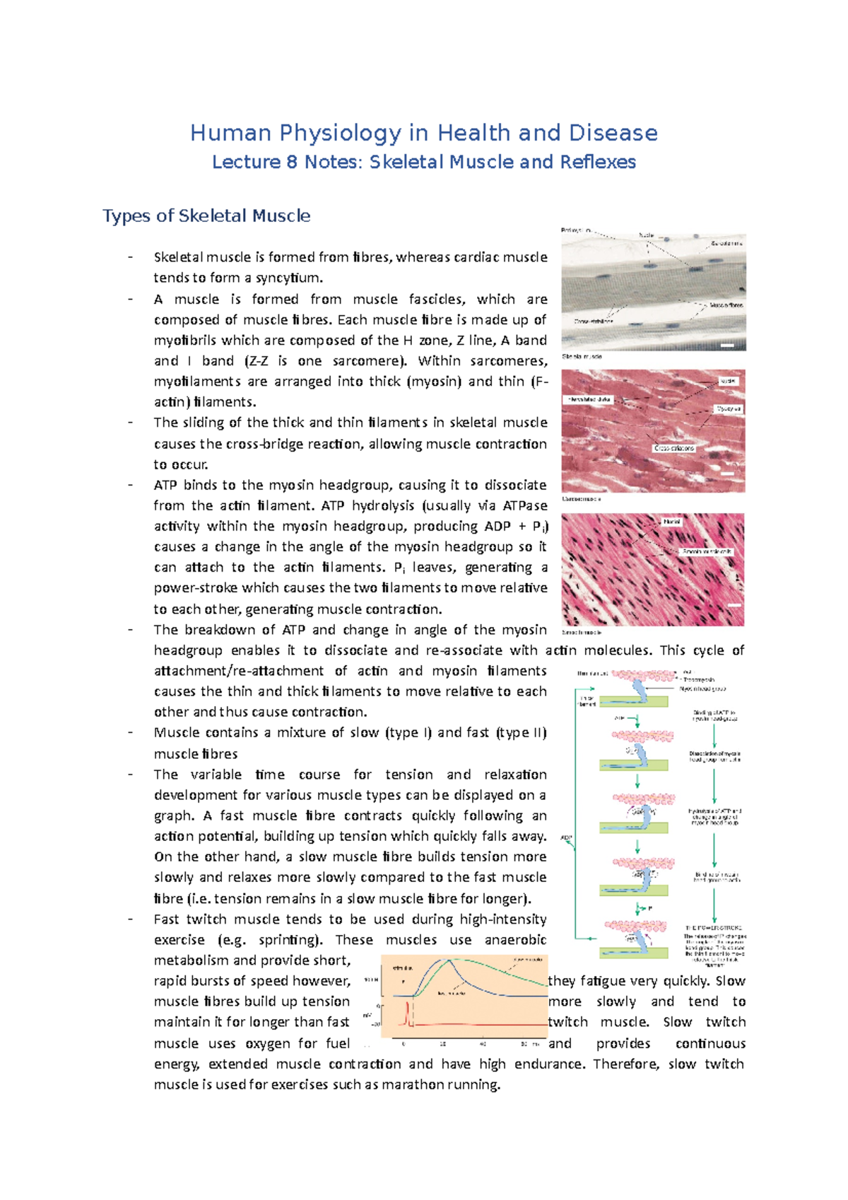 Lecture 8 Notes (Skeletal Muscle and Reflexes) - Human Physiology in ...