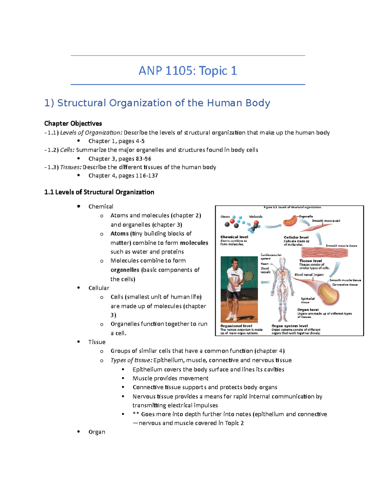 Topic 1 - ANP 1105: Topic 1 1) Structural Organization of the Human ...