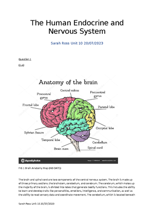 The Human Endocrine and Nervous System unit 10 - The Human Endocrine ...