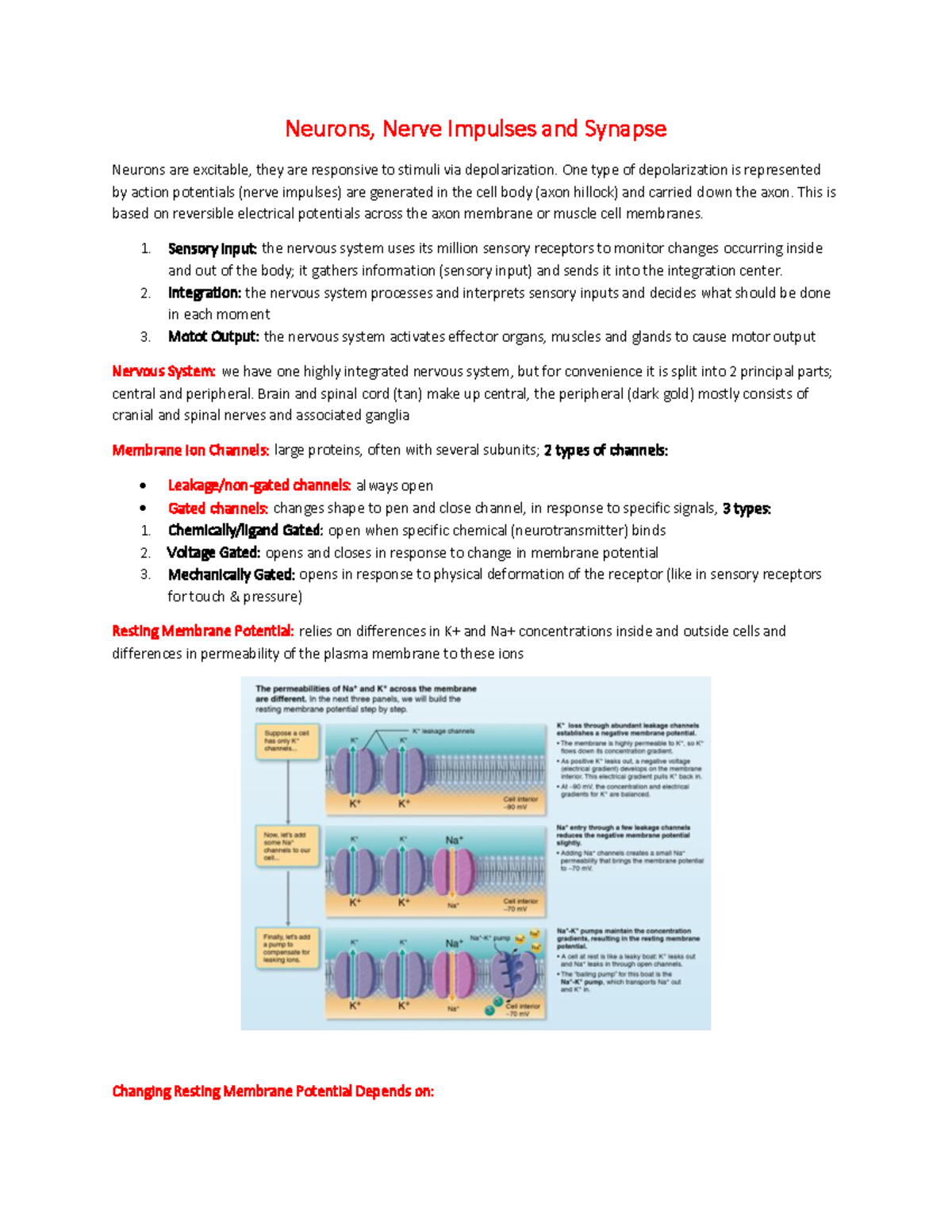 Human Anatomy Final Exam Review 2 - Neurons, Nerve Impulses and Synapse ...