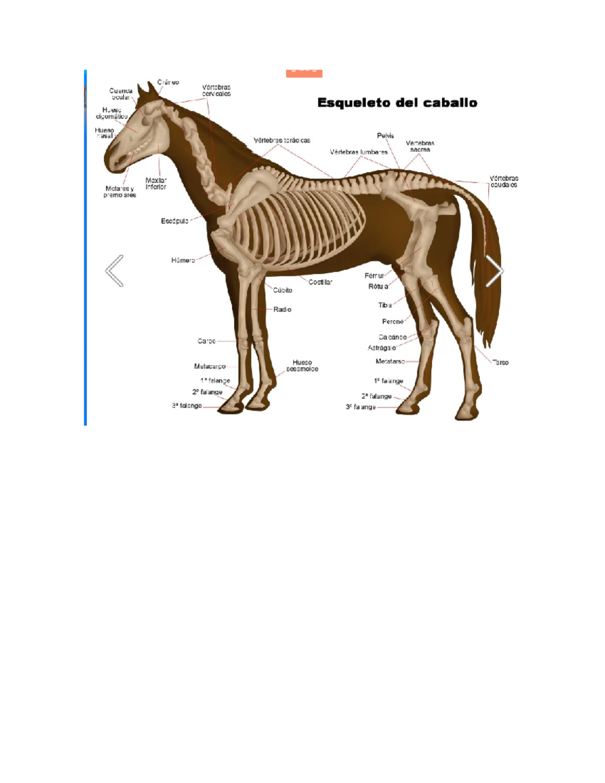 Anatomia caballo 2 - Descripción de anatomía. - Anatomía - Studocu