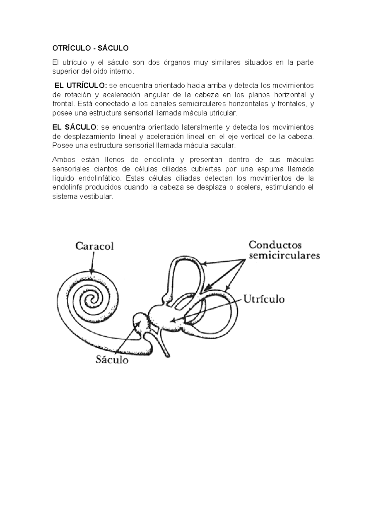 Otrículo- Sáculo - anatomia - OTRÍCULO - SÁCULO El utrículo y el sáculo son dos órganos muy ...