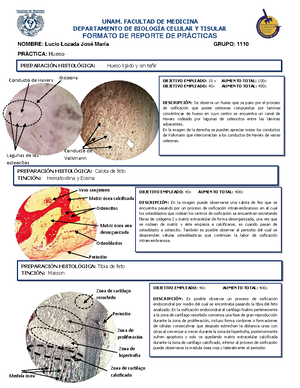 Cortes histológicos de sistema nervioso - UNAM. FACULTAD DE MEDICINA ...