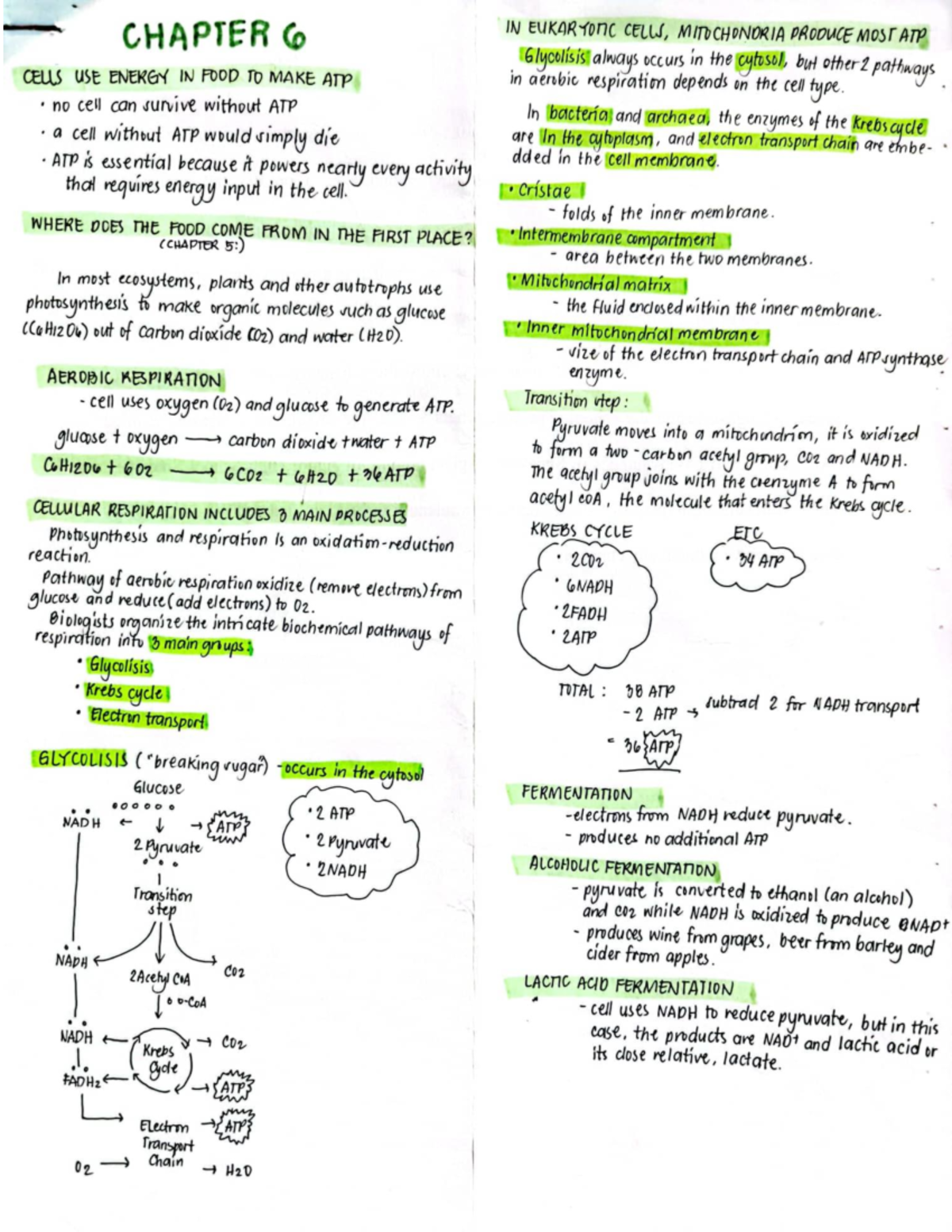 USC BIO 01 L Exercise 6-9 Study Guide - Biology - Studocu