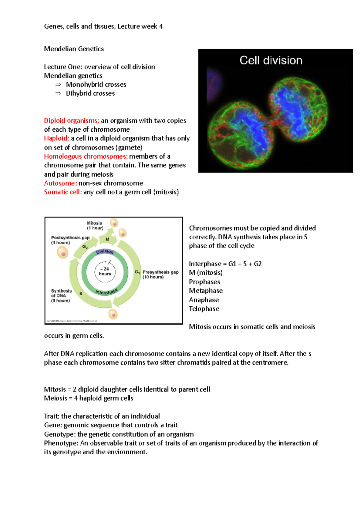Mendelian Genetics - Mendelian Genetics Lecture One: overview of cell division Mendelian ...
