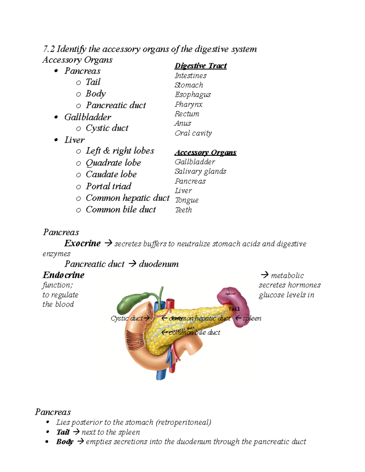 AP Lab Unit 7 - 2022 - 7 Identify the accessory organs of the digestive ...
