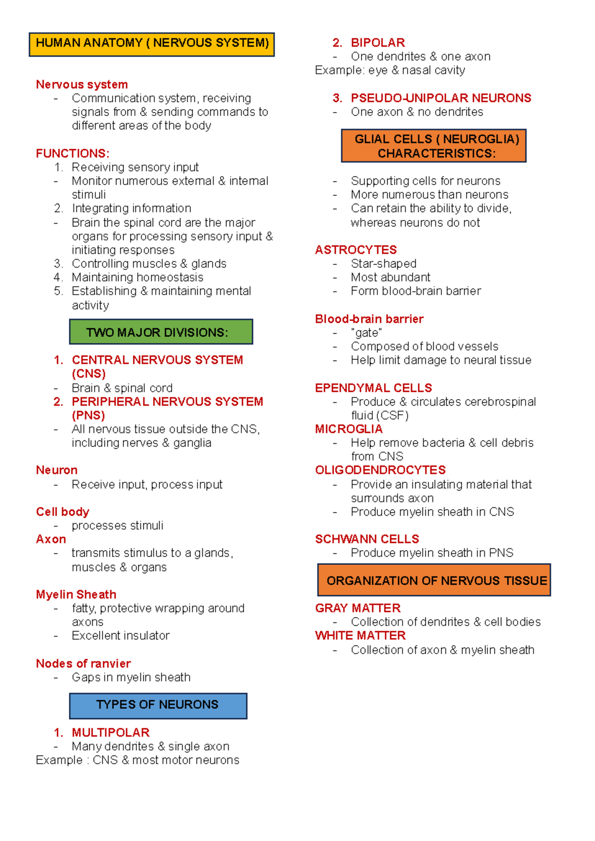Nervous- System - reviewer - HUMAN ANATOMY ( NERVOUS SYSTEM) Nervous ...