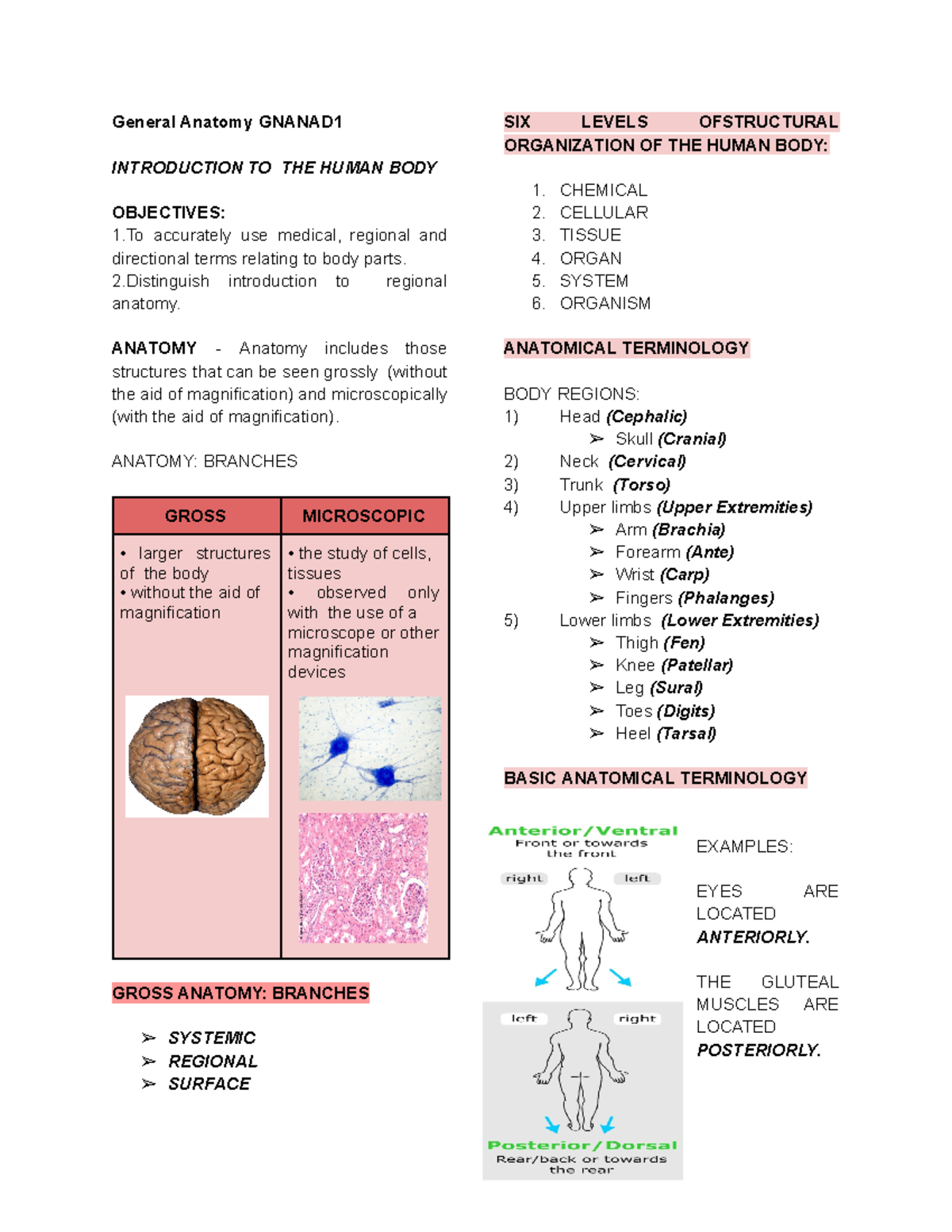 GENANA 1- Prelims - General Anatomy GNANAD INTRODUCTION TO THE HUMAN ...