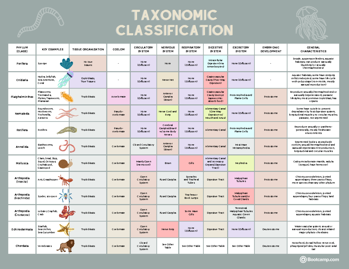 Taxonomy Cheat Sheet - PHYLUM (CLASS) KEY EXAMPLES TISSUE ORGANIZATION ...