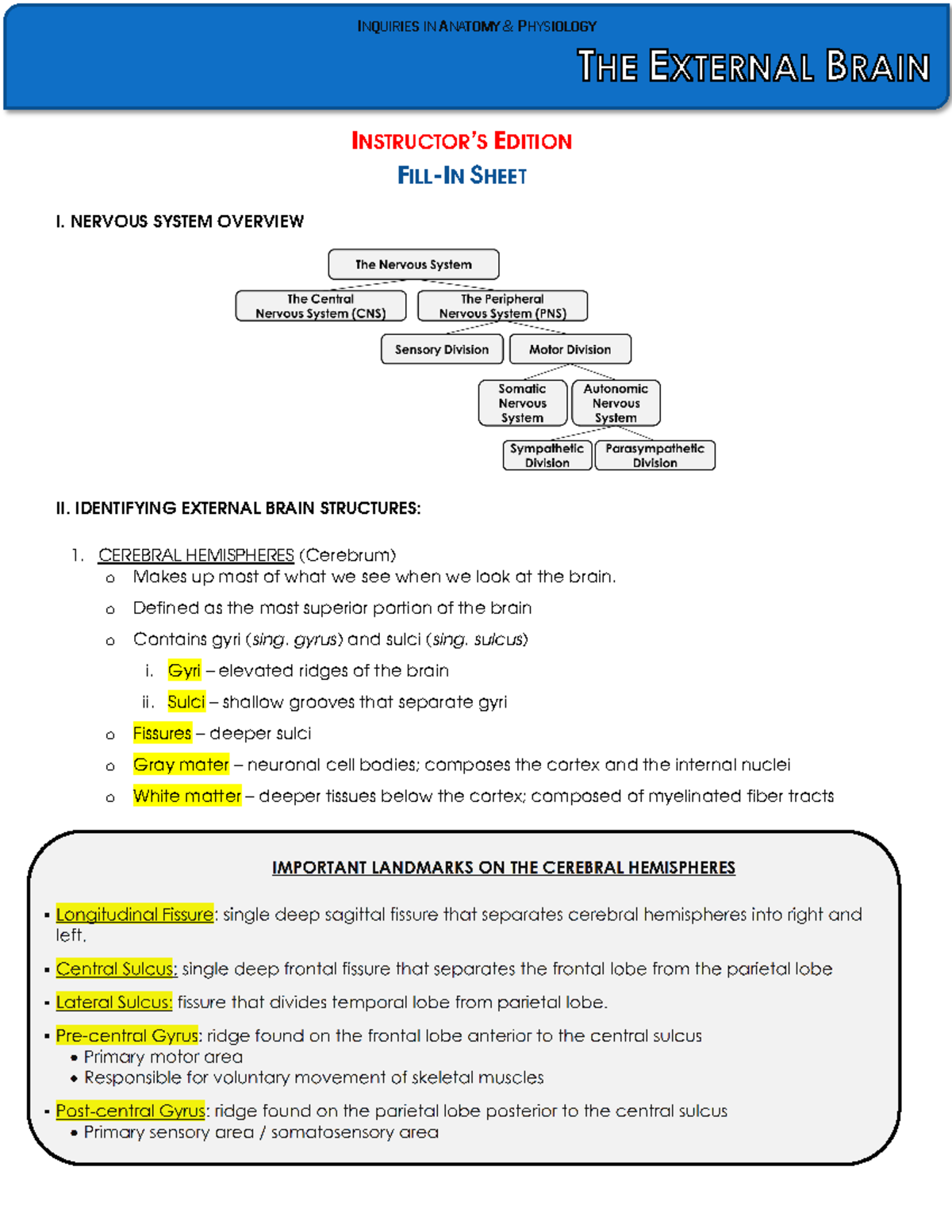 Key-External Brain Fill-in - INQUIRIES IN ANATOMY &amp; PHYSIOLOGY ...