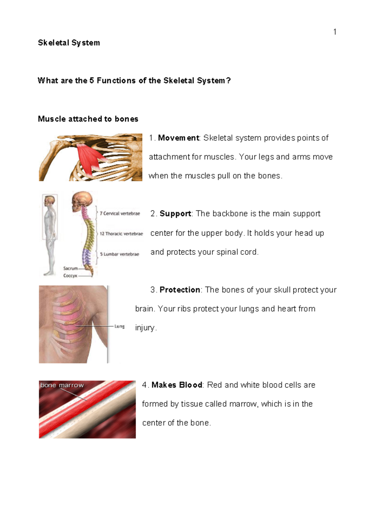 Skeletal System Biology 2 - Skeletal System What are the 5 Functions of ...