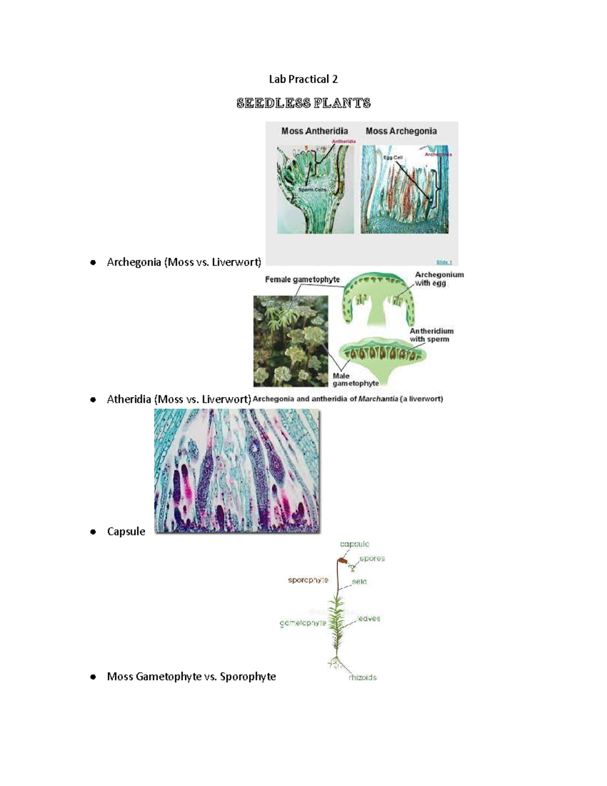 Lab Practical 2 - Every organism for lab exams to know - Lab Practical ...
