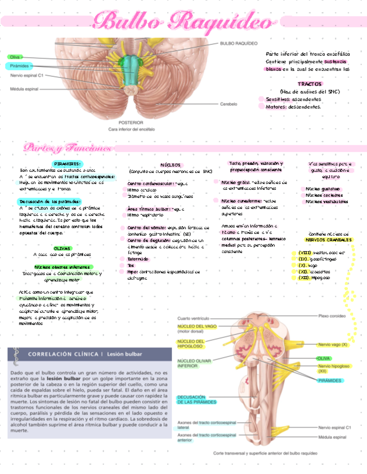 Sistema Nervioso. Bulbo Raquideo - Parte inferior del tronco encefálico ...