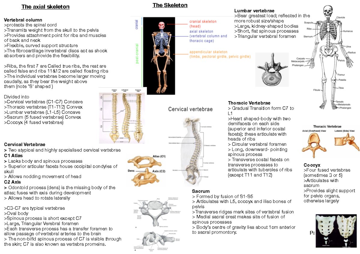 The Skeleton 1 - Page 1 of 2 The axial skeleton The Skeleton Vertebral ...