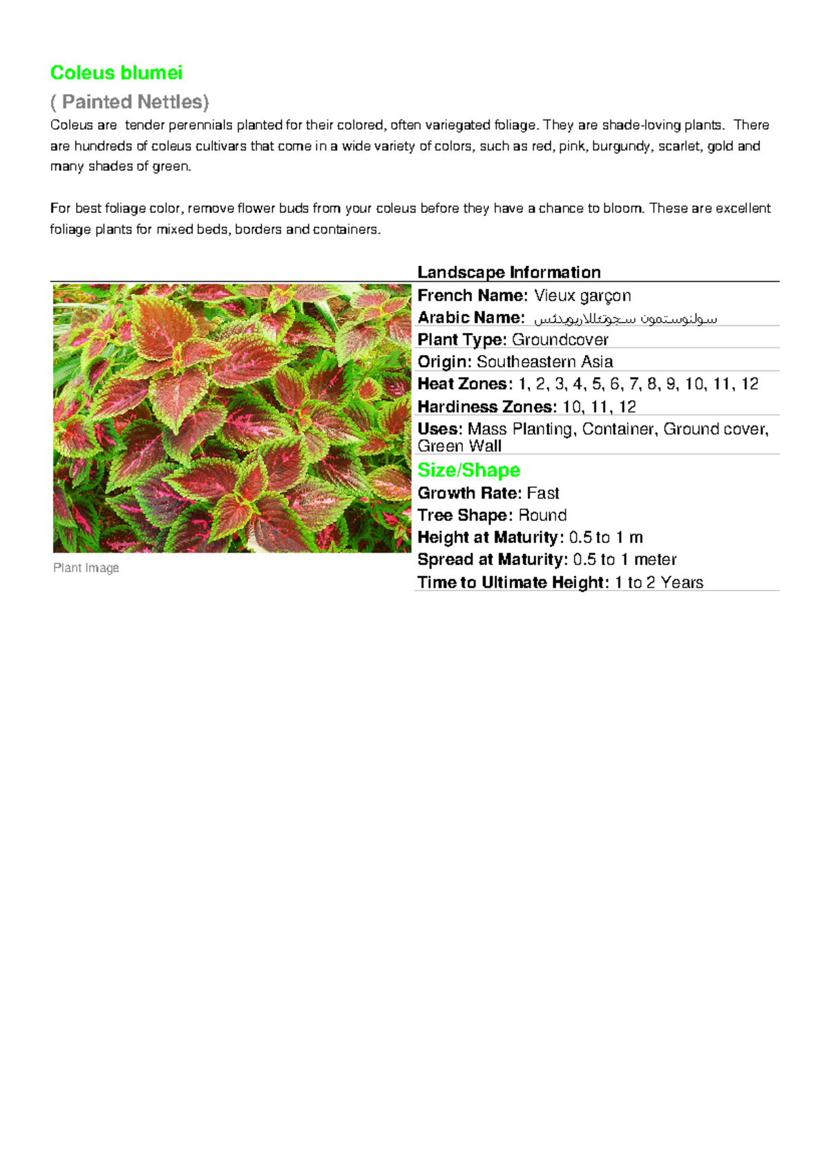 Plant - Different Varieties of Mayana - Coleus blumei ( Painted Nettles ...