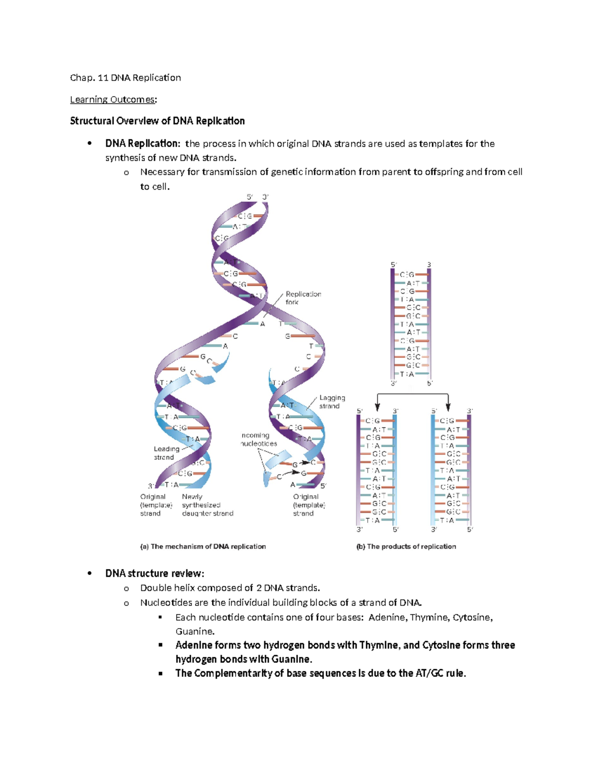 Chapter 11 Study Guide - DNA Replication - Chap. 11 DNA Replication ...