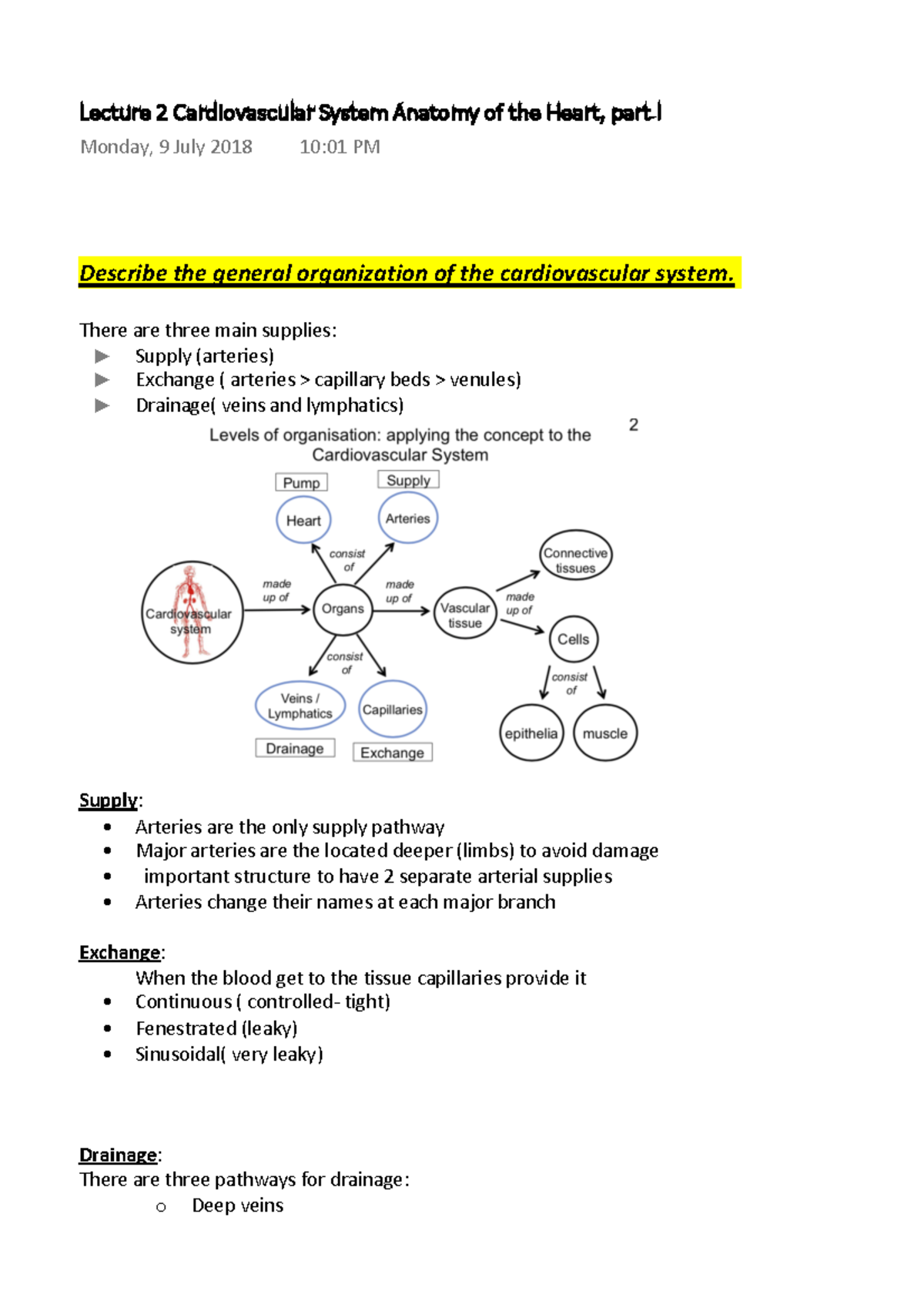 Lecture 2 Cardiovascular System Anatomy of the Heart, part I - Describe ...
