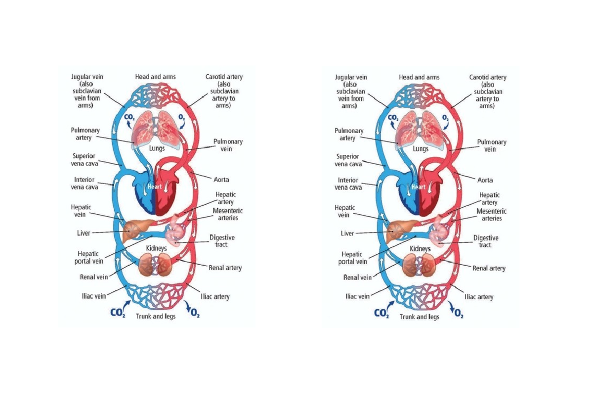 A circulatory system diagram for medical science course revision to ...