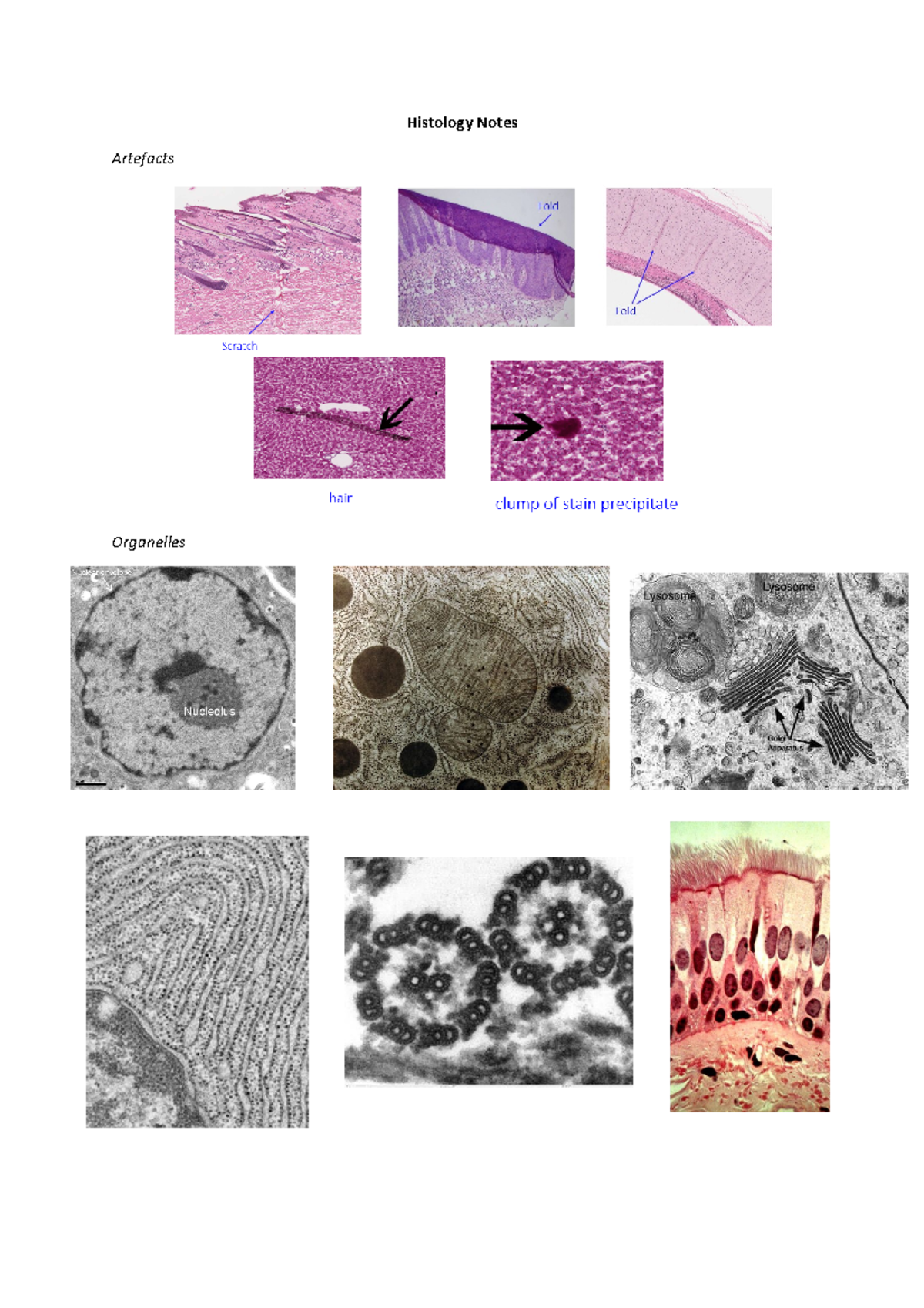 Histology-Notes - Summary of Histology Notes - Artefacts Histology ...