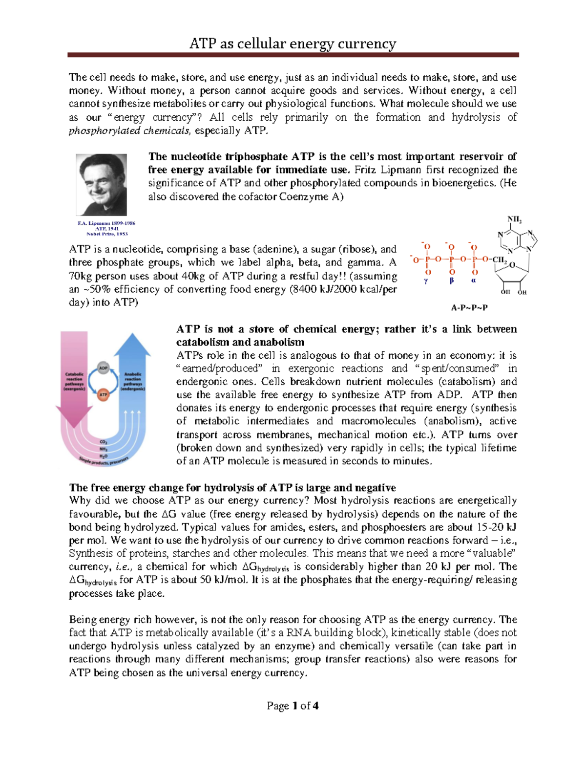 ATP as cellular energy currency readings - The cell needs to make ...