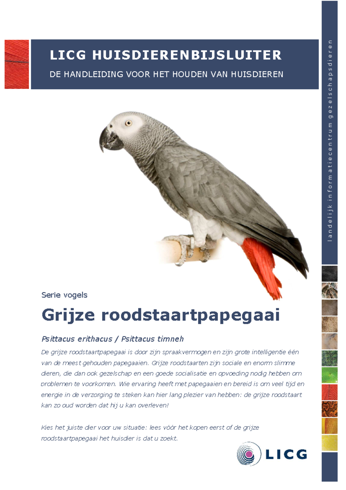 Grijze roodstaartpapegaai bijsluiter 6 3t - l a n d e l i j k i n f o r ...