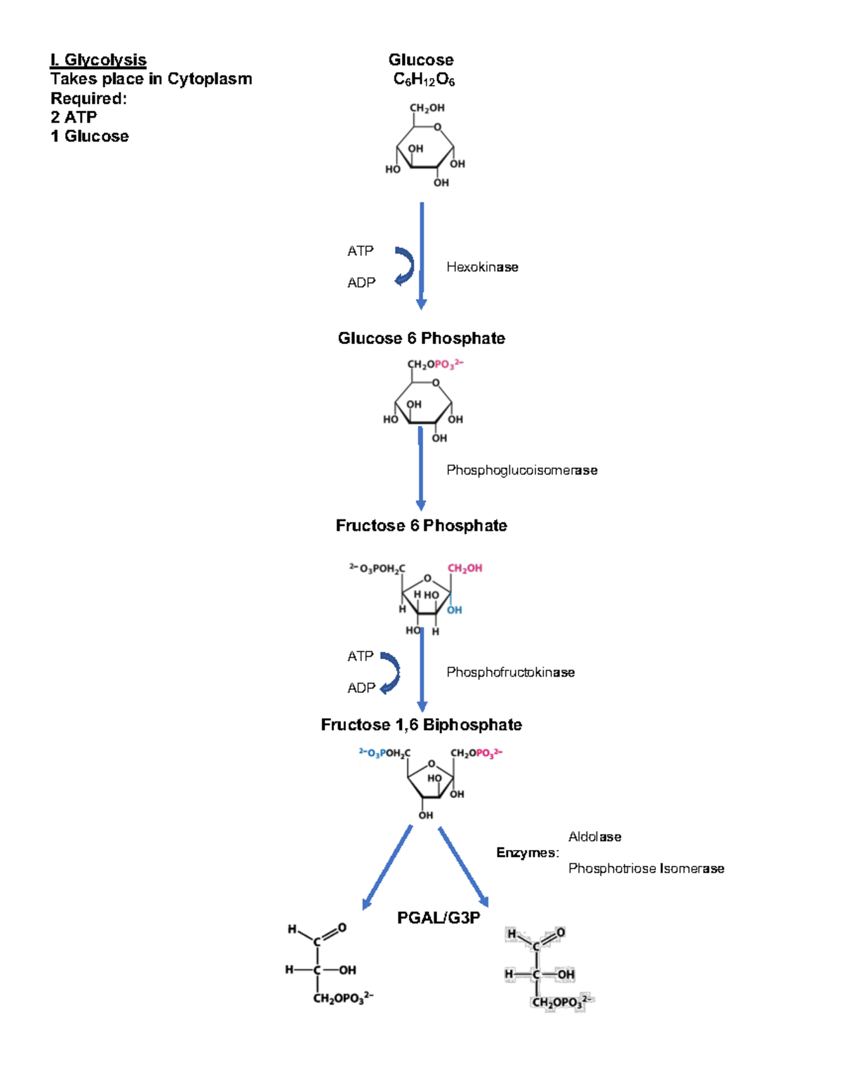Cell respiration - I. Glycolysis Glucose Takes place in Cytoplasm C 6 H ...