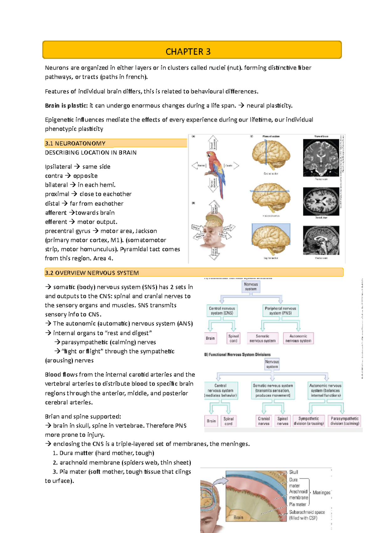 Neuro week 3 - CHAPTER 3 Neurons are organized in either layers or in ...