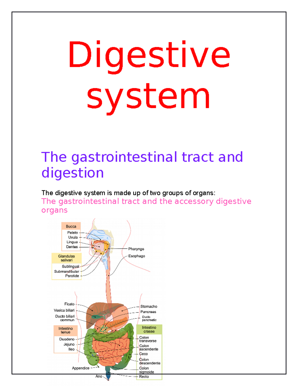 Anatomy Module 2 - Digestive system The gastrointestinal tract and ...