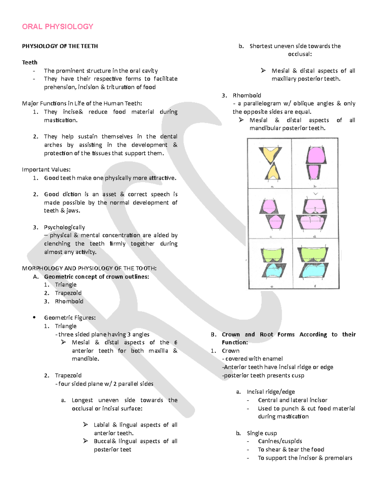 Oral Physiology - Physiology of the Teeth - ORAL PHYSIOLOGY PHYSIOLOGY ...