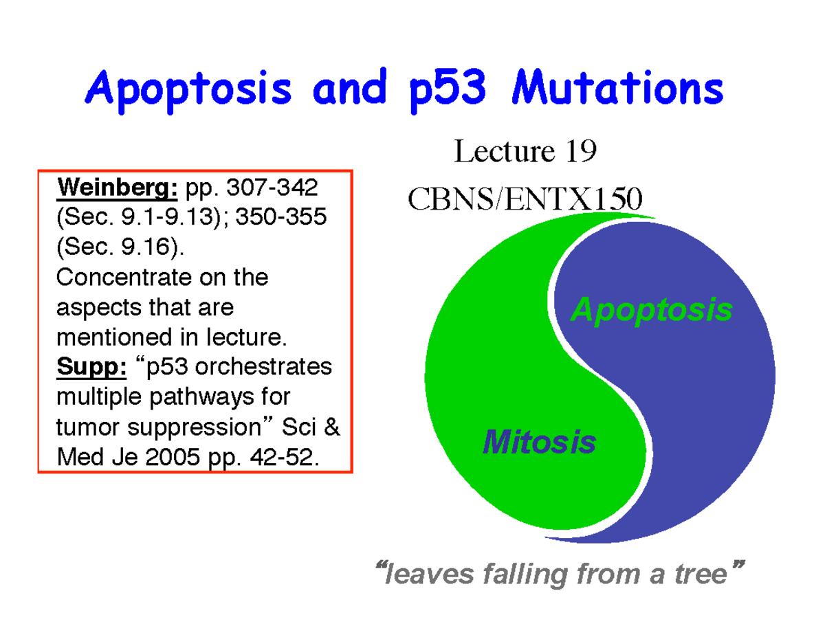 L19 CB14 - Dr. Sladek - Apoptosis and p53 Mutations Lecture 19 CBNS ...