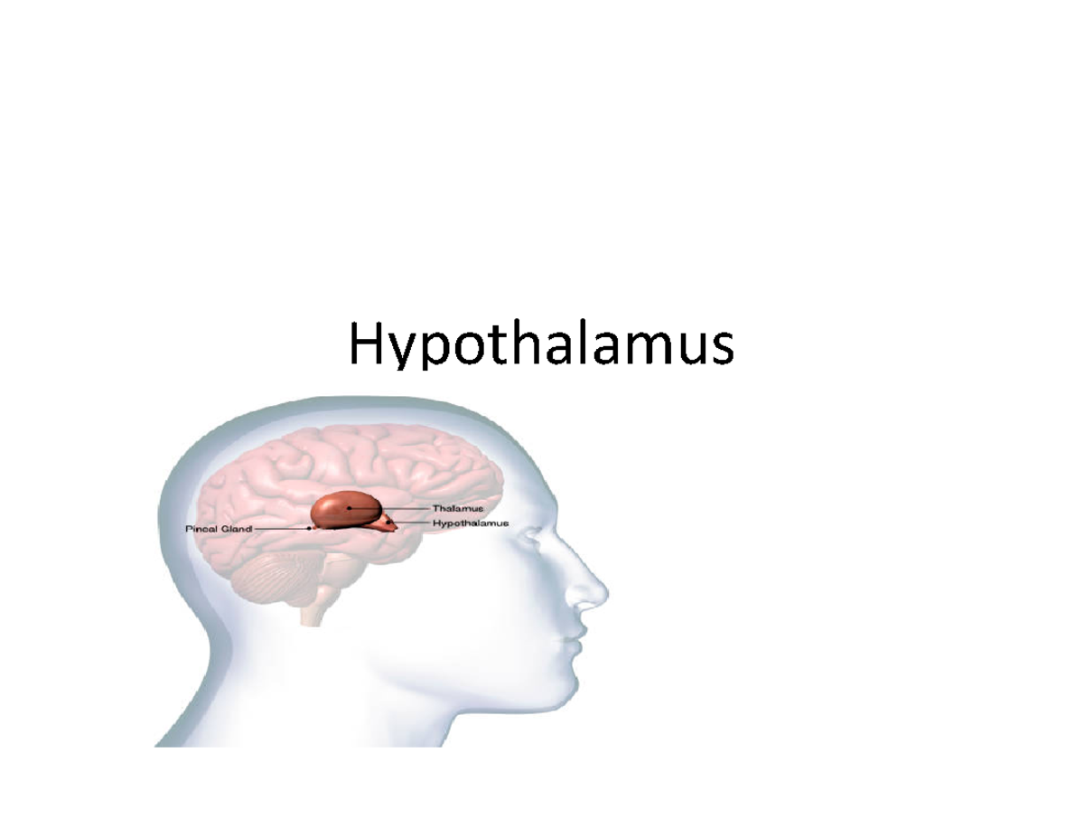 Physiology - Hypothalamus Hypothalamus • A small important area in the ...