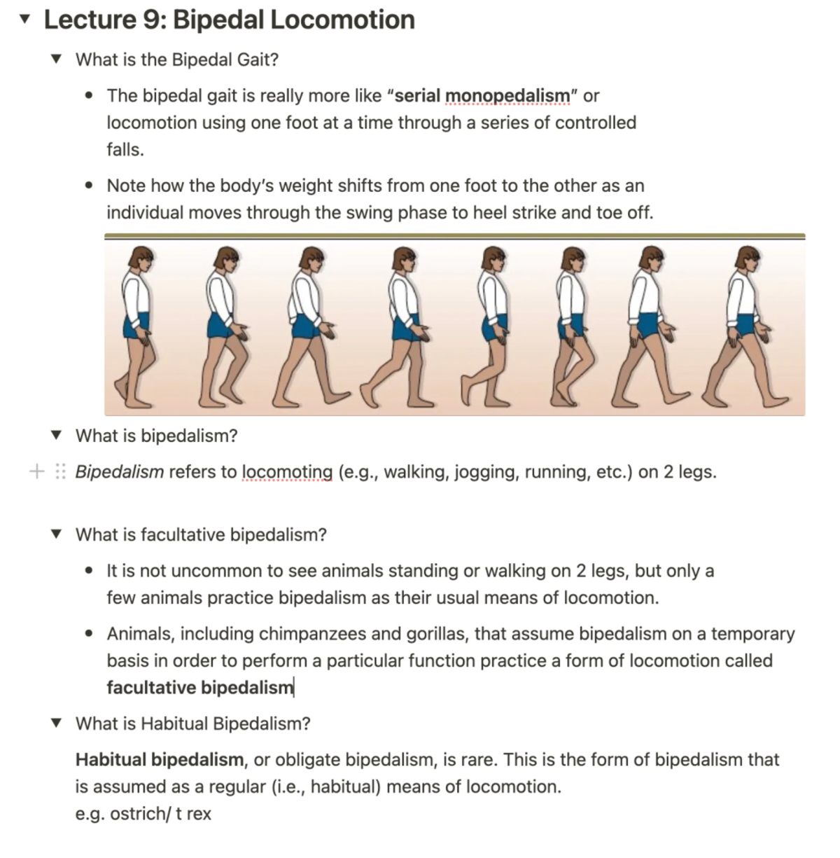Bipedalism summary - Lecture 9: Bipedal Locomotion What is the Bipedal ...