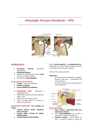 ANATOMIA DA CAVIDADE ORAL - ANATOMIA DESCRITIVA DA BOCA - ANATOMIA DA ...