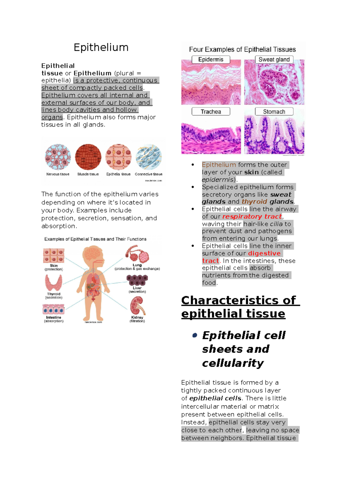 Epithelium - Lecture Notes - Epithelium Epithelial tissue or Epithelium ...