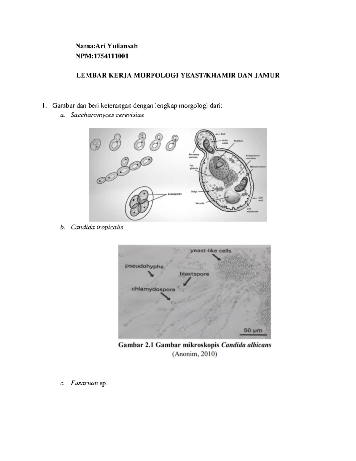 Jamur dan Khamir - Nama:Ari Yuliansah NPM: LEMBAR KERJA MORFOLOGI YEAST ...