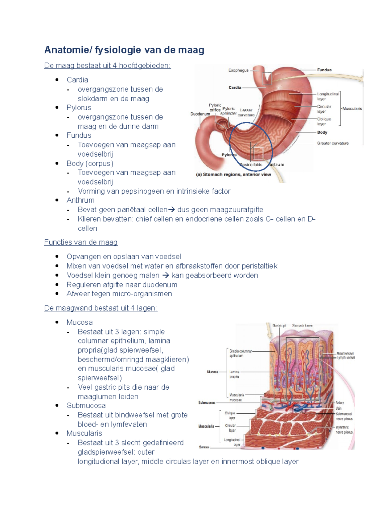 WC4 aangevulde mindmap over het maagdarmstelsel - Anatomie/ fysiologie ...