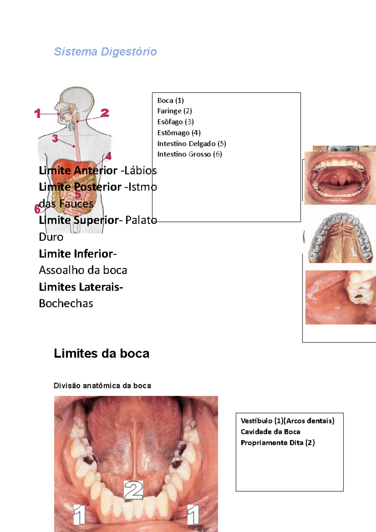Doc para imprimir sistema Digestório - Sistema Digestório Limites da ...