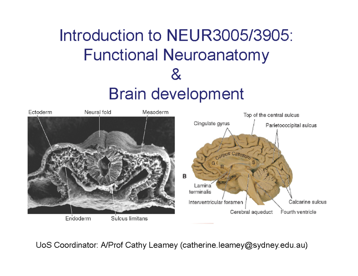 Lecture 1 2023-1 - Introduction to NEUR3005/3905: Functional Neuroanatomy & Brain development ...