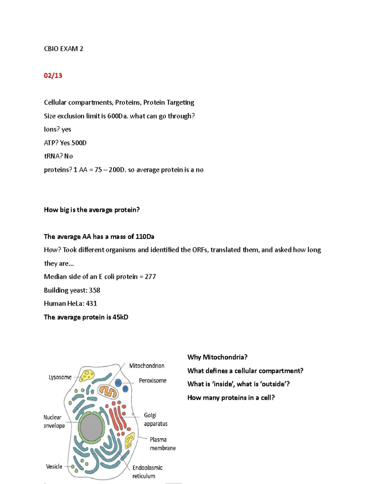 CBIO EXAM 2 - Lecture notes 10-20 - CBIO EXAM 2 02/ Cellular ...