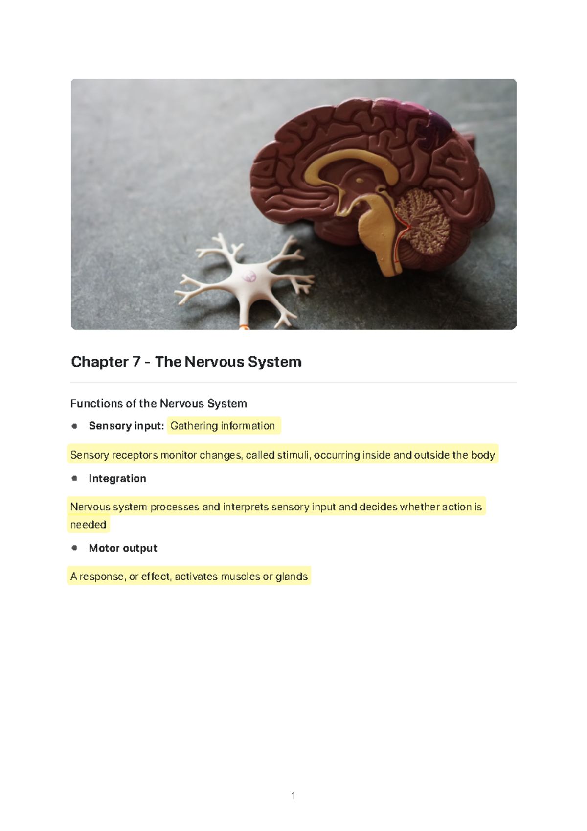 Chapter 7 - The Nervous System - Chapter 7 - The Nervous System Functions of the Nervous System ...