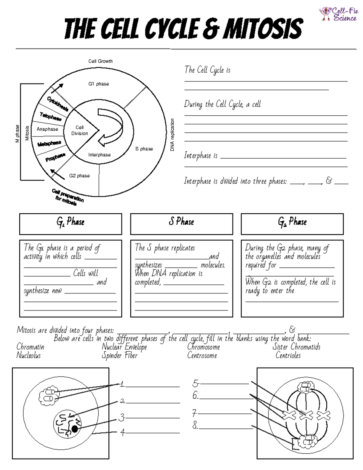 Cell Cycle Mitosis Interactive Note Taking Sheet and Microscope Lab ...