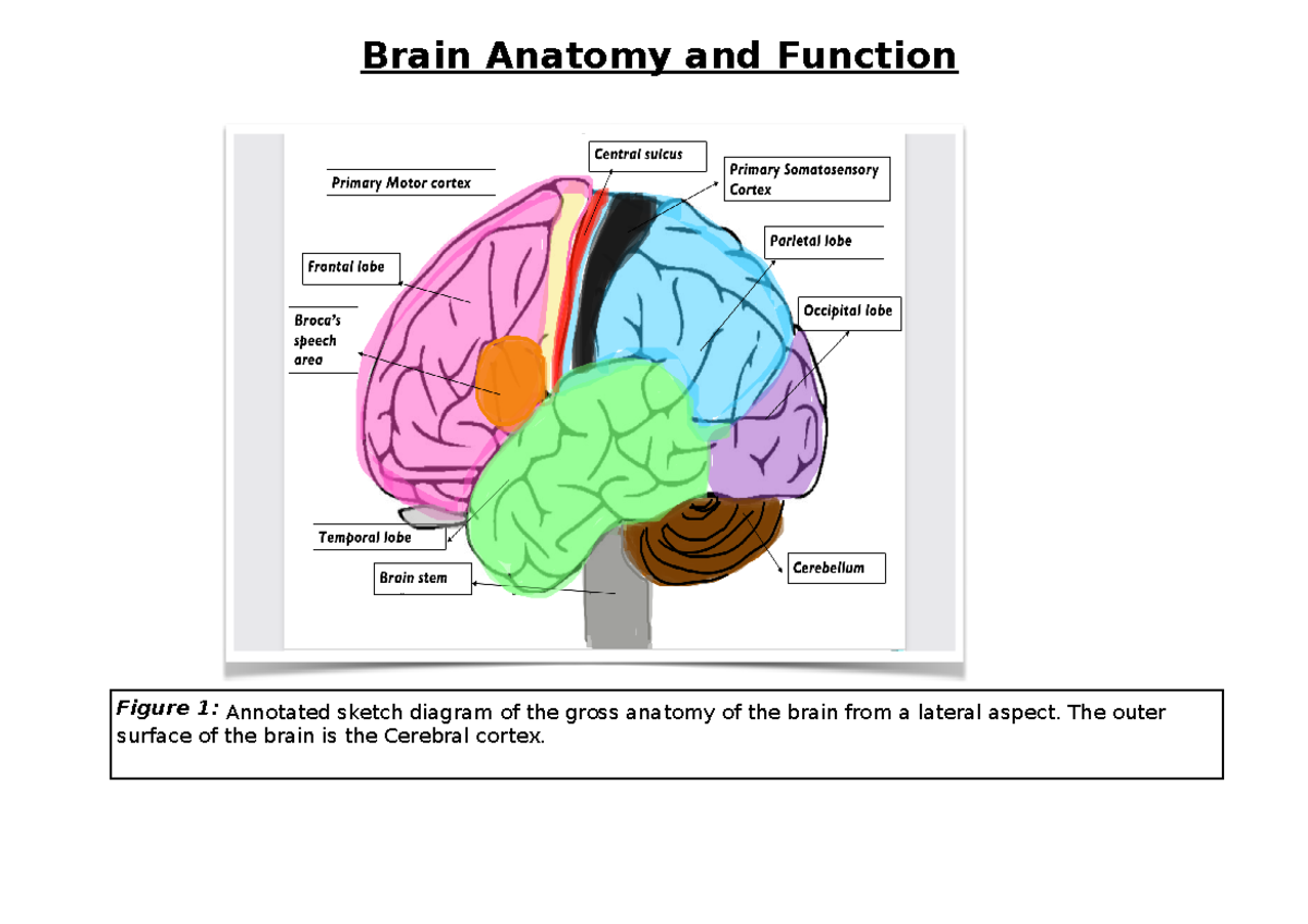 Brain anatomy - The outer surface of the brain is the Cerebral cortex ...