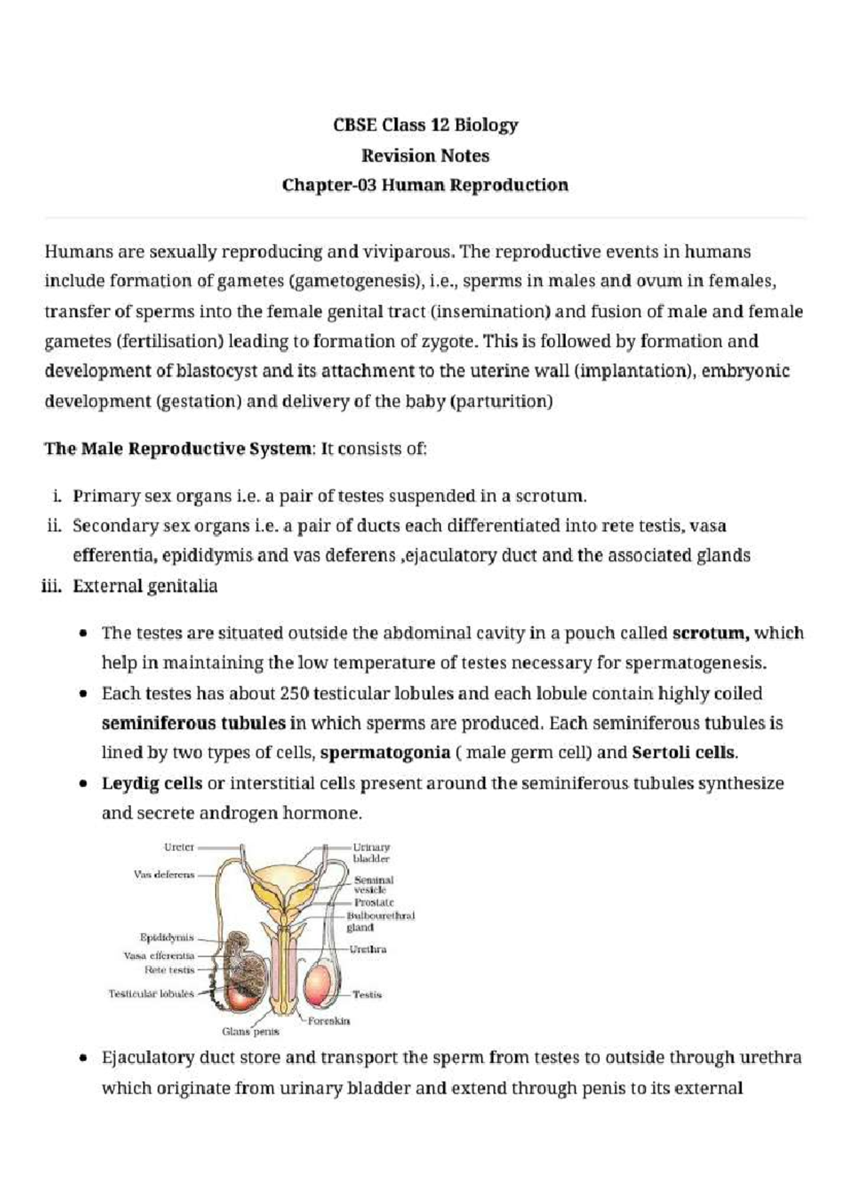 Humans Reproductive system - Growth And Reproduction - Studocu
