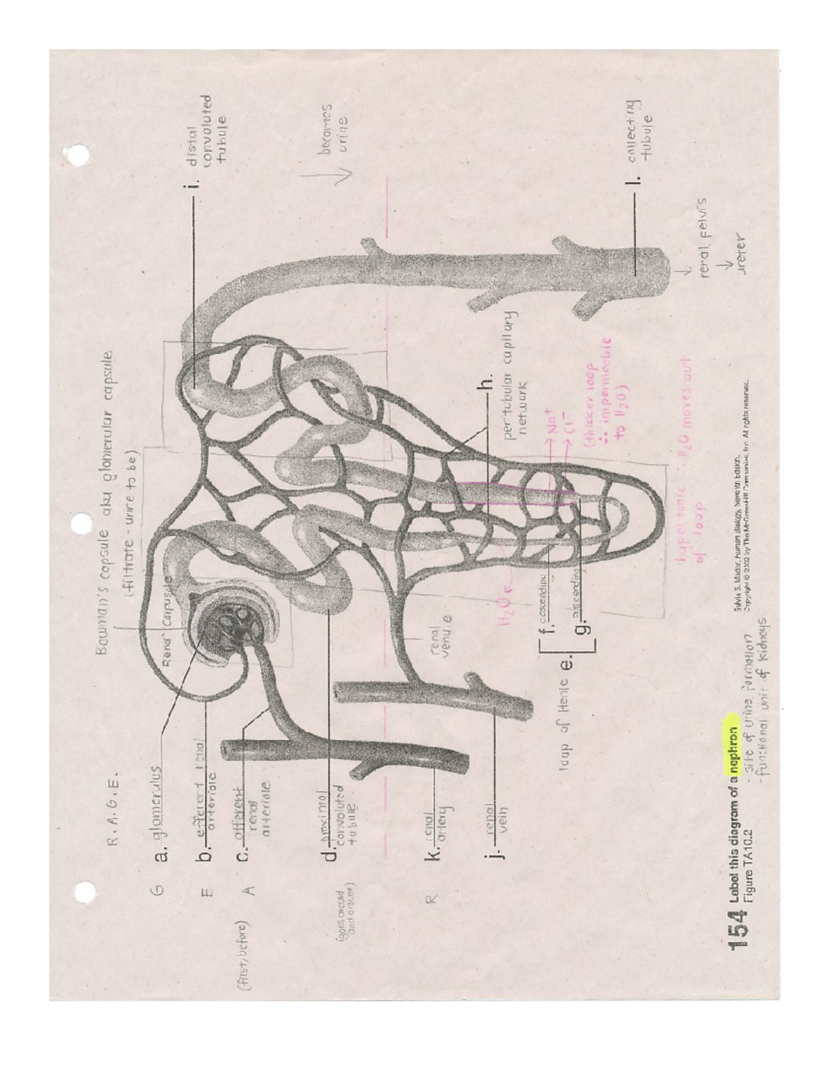 Excretory System Diagram