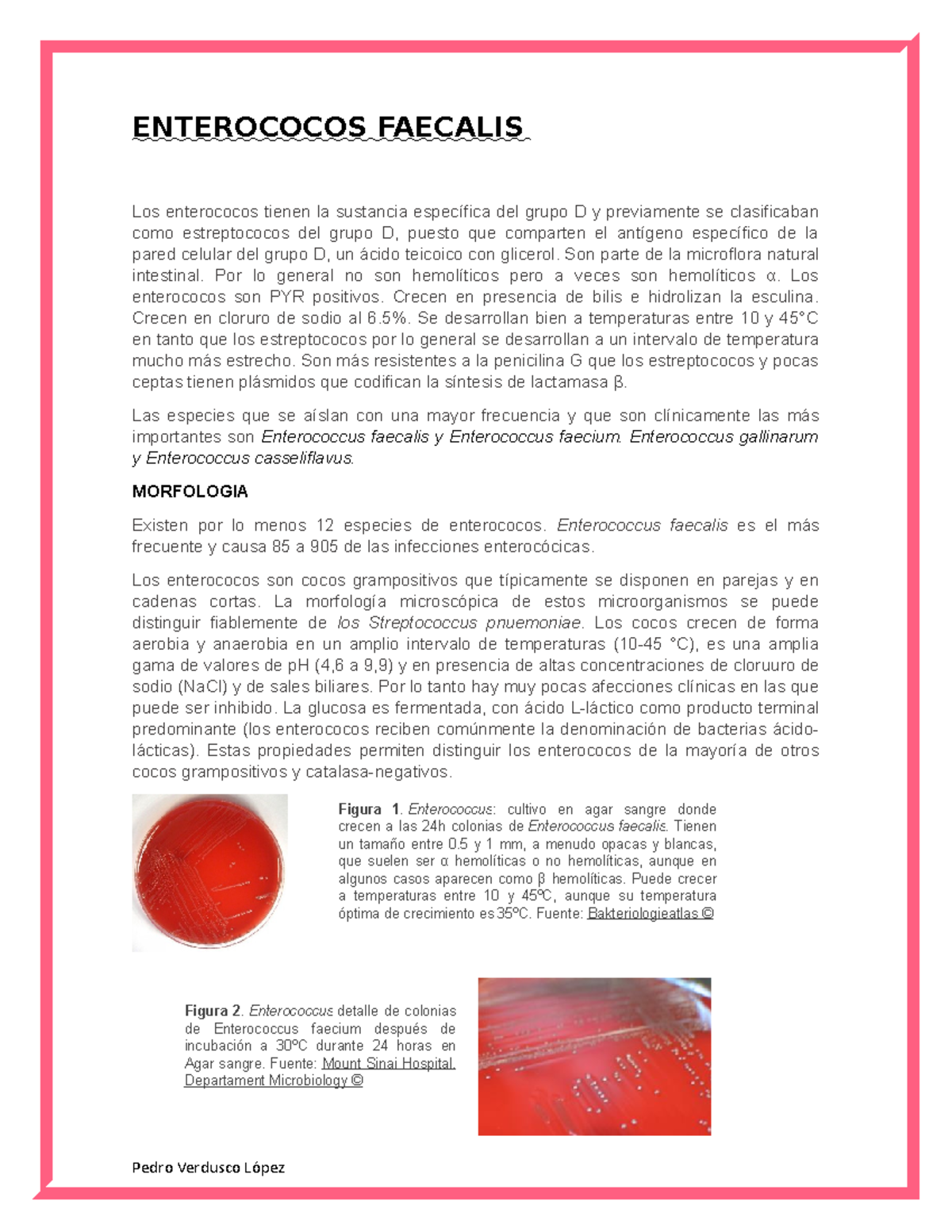Enterococos Faecalis - Espero sea de ayuda en tu materia desde la ...