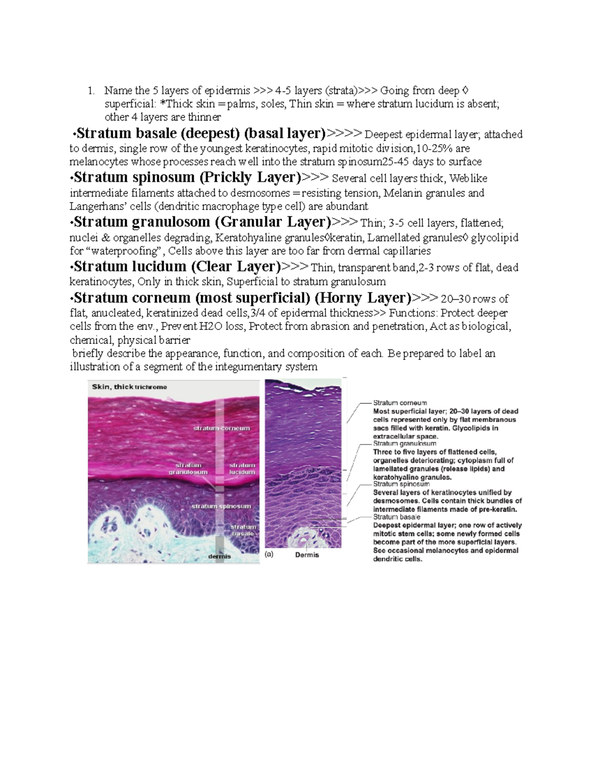 Review 2 - study - Name the 5 layers of epidermis >>> 4-5 layers ...