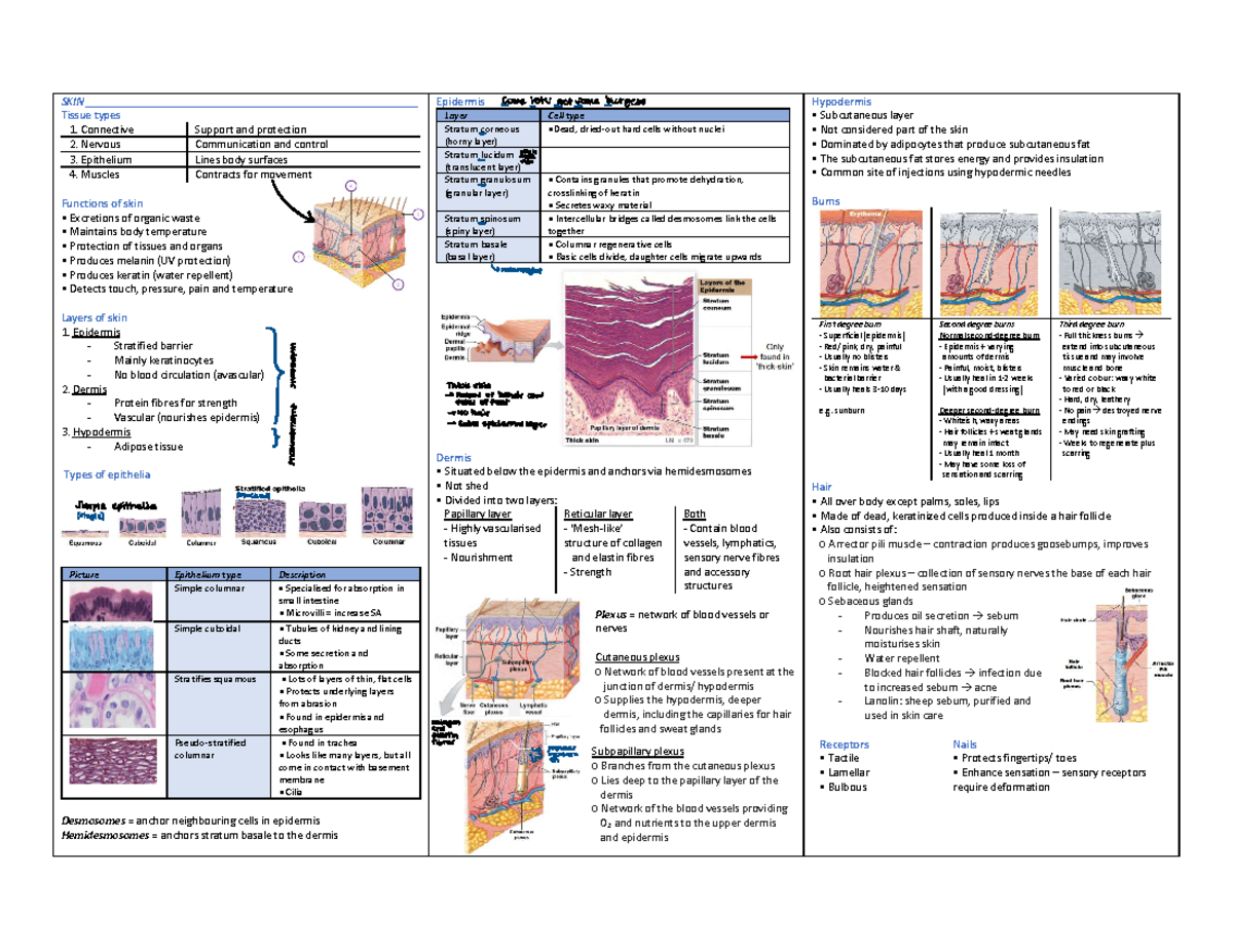 MM1 - Mind map summary of skin module - part 1 - SKIN - Studocu