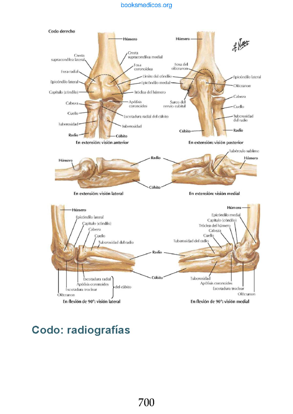 Codo - miembro superior - resumen anatomia - Codo: radiografías ...
