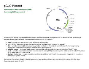 Transformation Lab Report - Effects of pGLO Plasmid in E. coli Bacteria ...